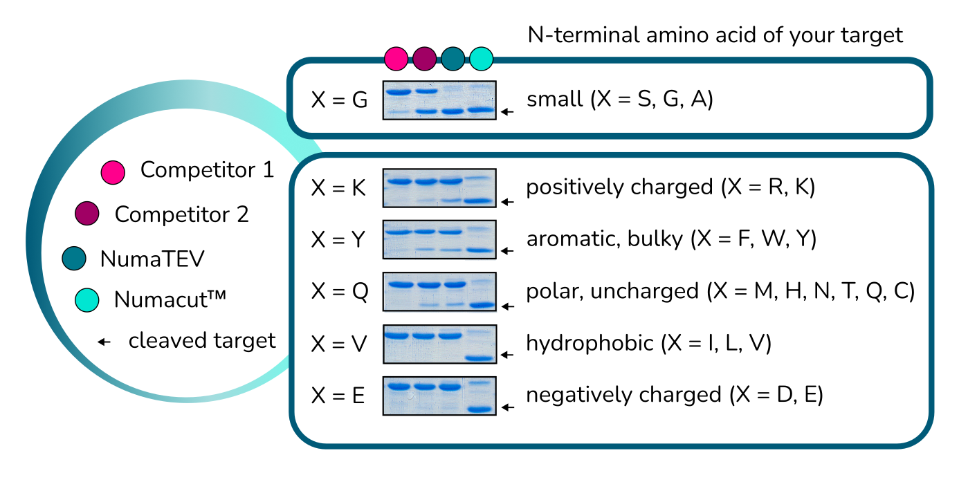 Numacut TEV Protease - Numaferm